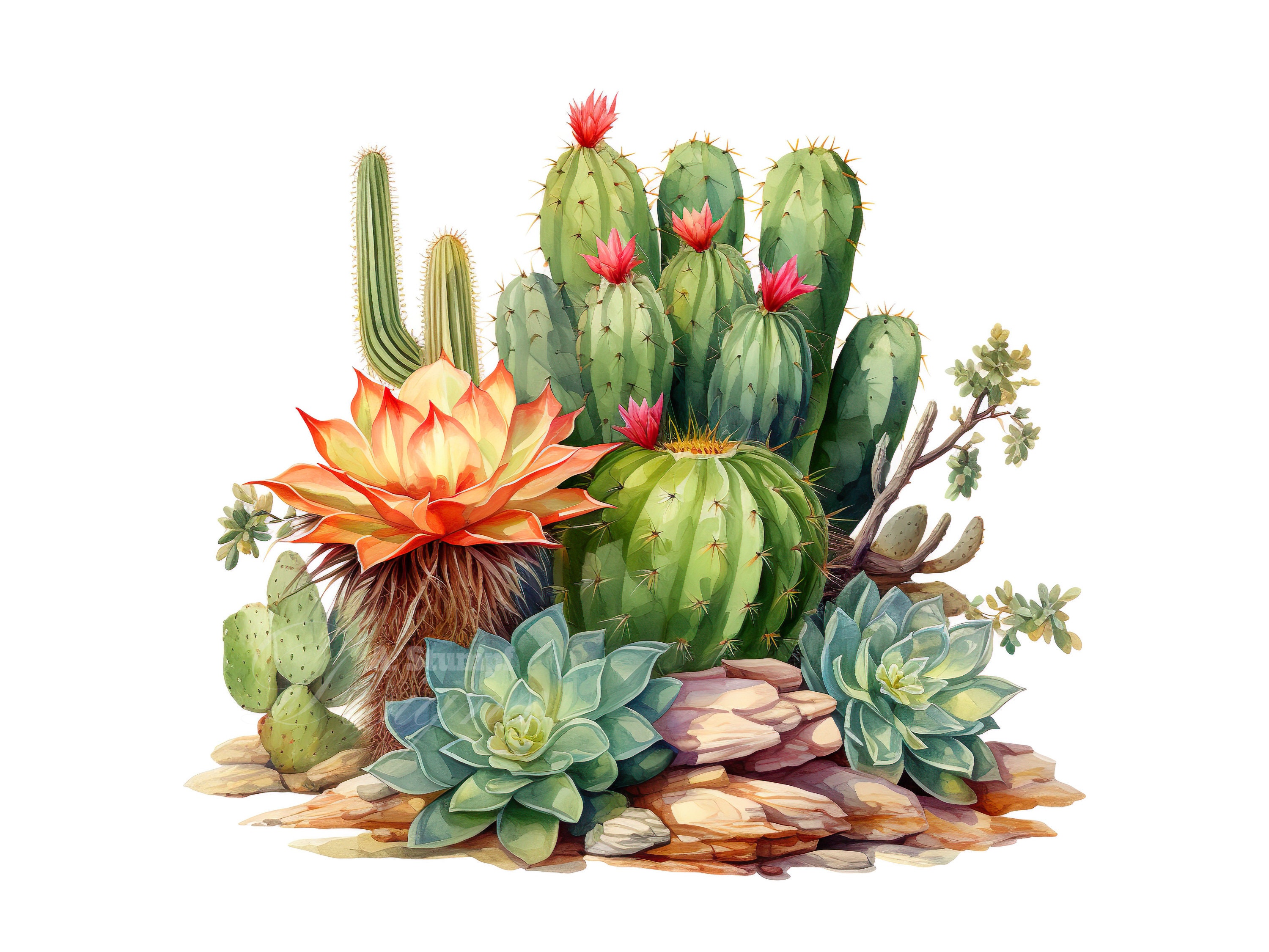 Cactus Clipart Set Printable Plant Art Botanical Clip Art Watercolor ...