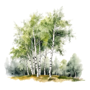Birch Tree Clipart Nature Clip Art Bundle Watercolor Printable Wall Art ...