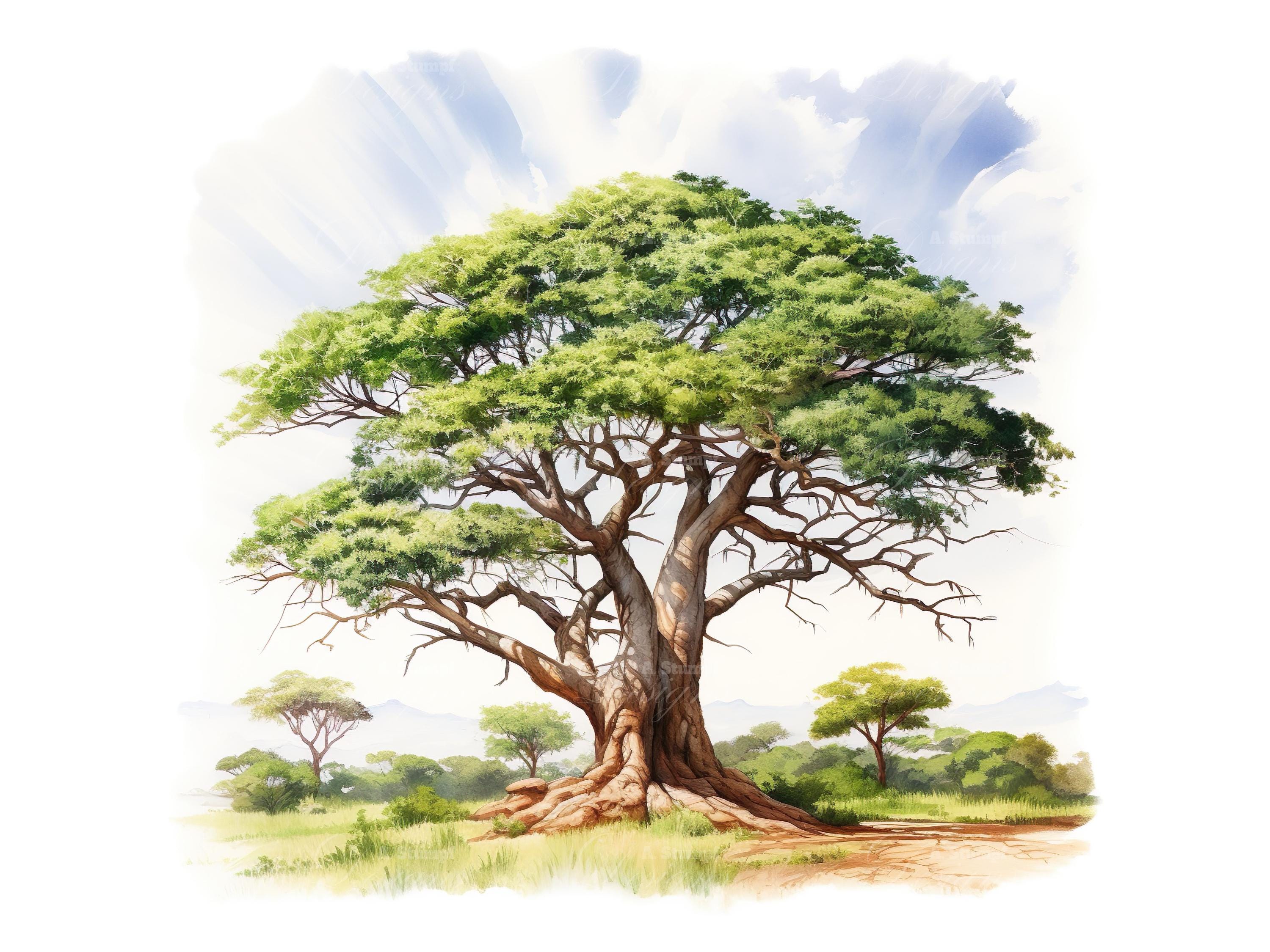 10 Acacia Tree Clipart Set, Digital Watercolor Painting, Botanical ...