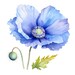 Blue Poppy Clipart Watercolor Bundle Floral Clipart Elegant Flowers ...