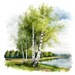 10 Birch Tree Clipart Nature Clip Art Bundle Watercolor Printable Wall ...