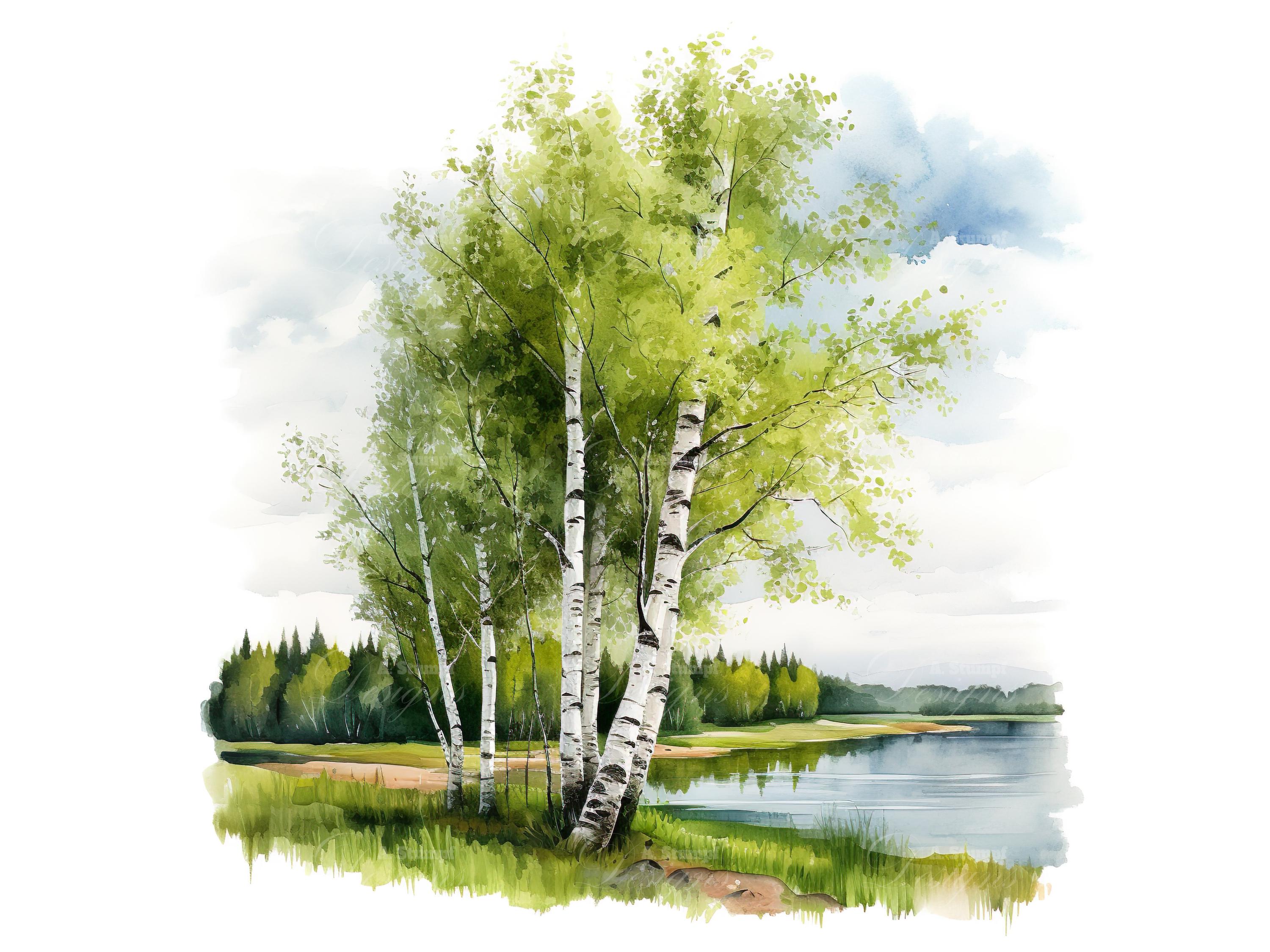 10 Birch Tree Clipart Nature Clip Art Bundle Watercolor Printable Wall ...