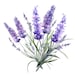10 Lavender Flowers Clipart Digital Watercolor Paintings Purple Floral ...