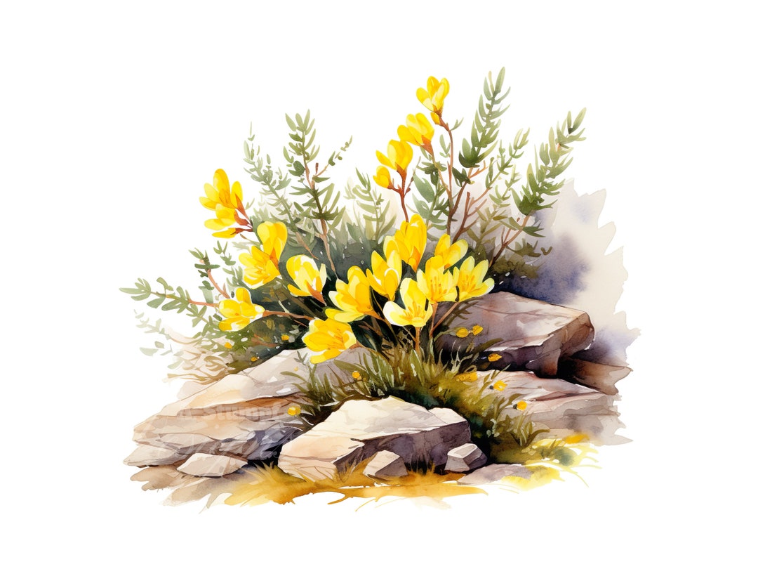 10 Gorse Flowers Watercolor Clipart Set Floral Design Elements ...
