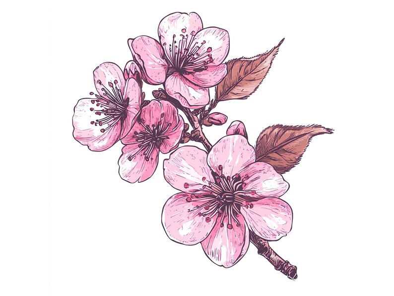 10 Sakura Flowers Clipart Set, Digital Watercolor Painting, Cherry ...
