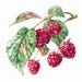 10 Raspberry Branch Clipart Set Digital Watercolor Painting Botanical ...
