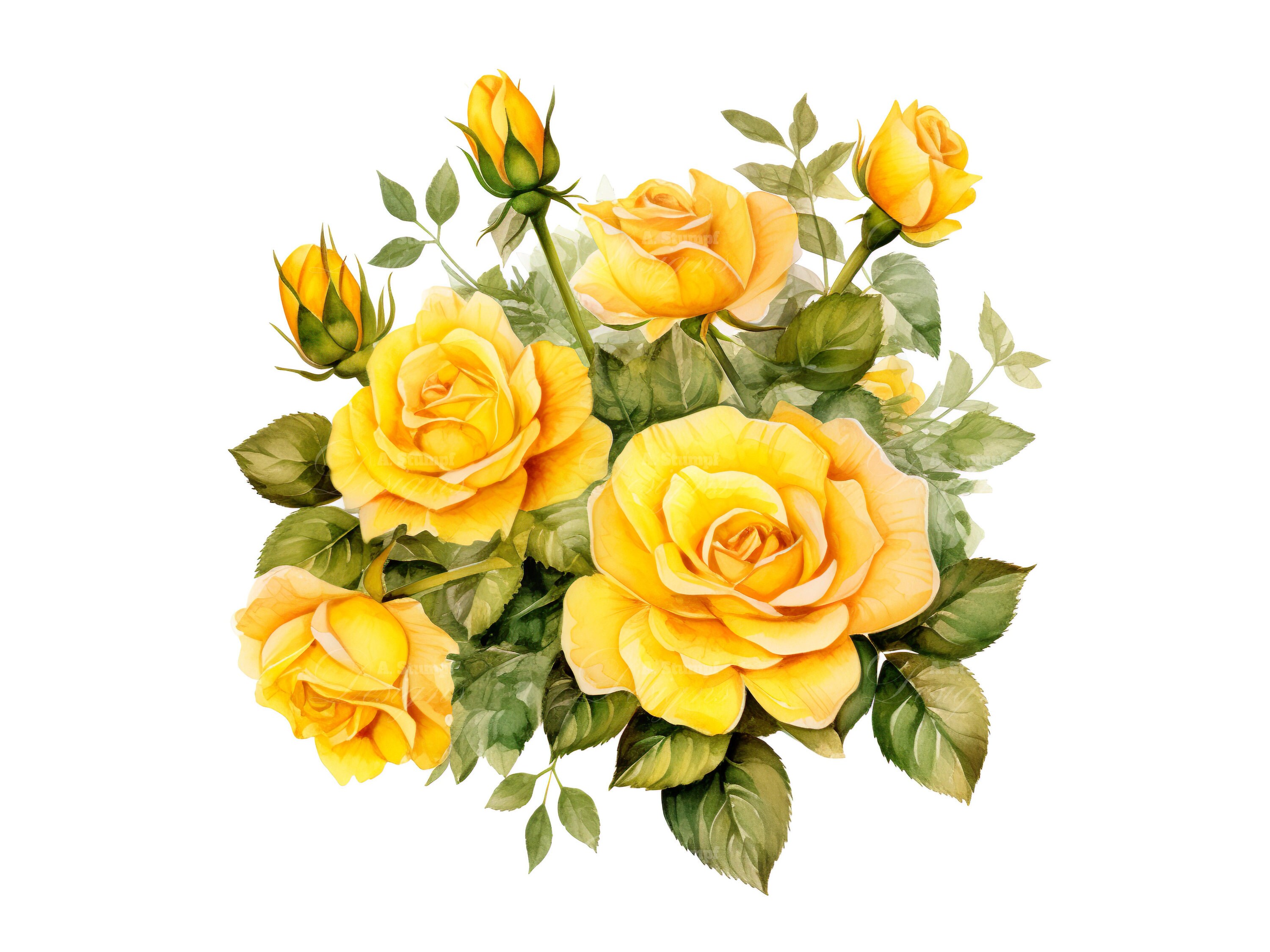 Yellow Roses Clipart Set Watercolor Flowers Bundle Floral Graphics ...