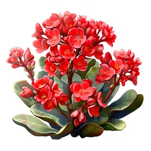 10 Kalanchoe Flowers Digital Watercolor Clipart Floral Clip Art ...