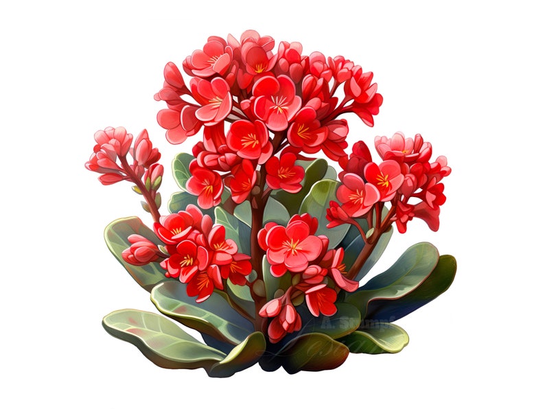 10 Kalanchoe Flowers Digital Watercolor Clipart Floral Clip Art ...