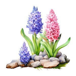 10 Hyacinth Spring Flowers Clipart Set, Blooming Digital Watercolor ...