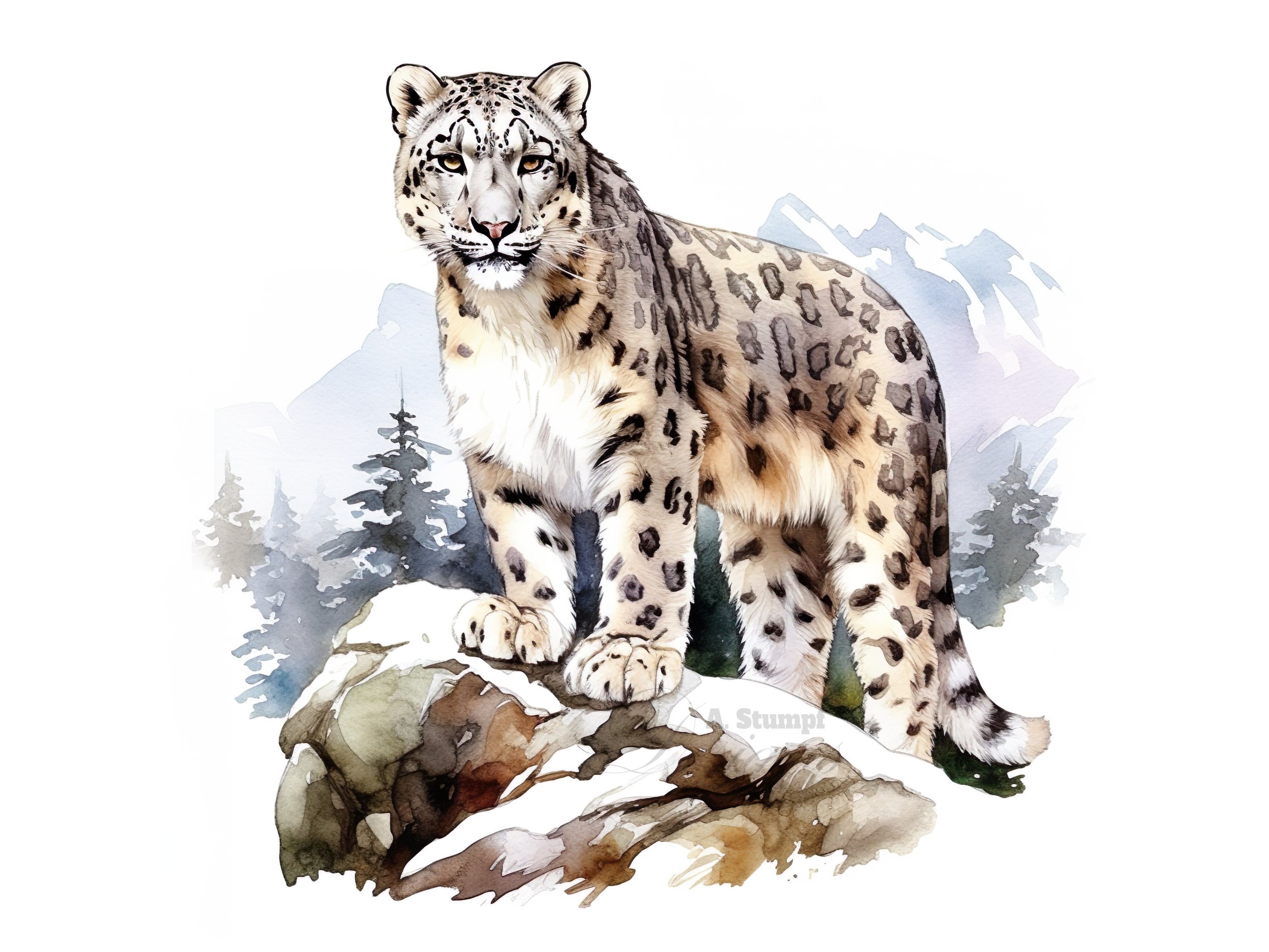 Snow Leopard Clipart Set of 10 High Quality Jpgs Digital - Etsy