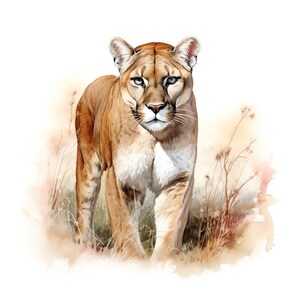 10 Puma Clipart Set, Digital Watercolor Painting, Wild Cat Illustration ...