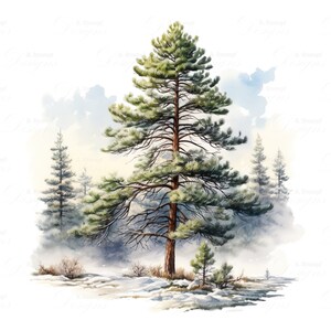 10 Pine Tree in Winter Clipart Set, Digital Watercolor Nature Painting ...