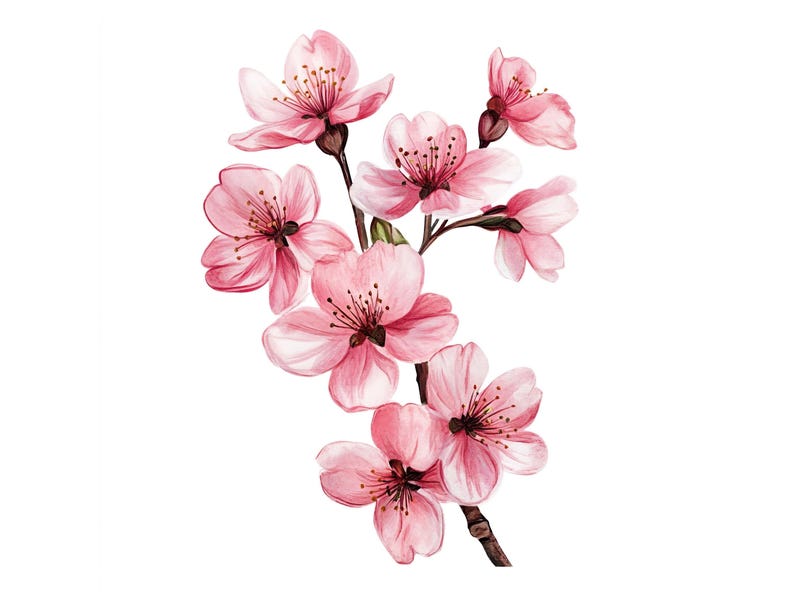 10 Sakura Flowers Clipart Set, Digital Watercolor Painting, Cherry ...