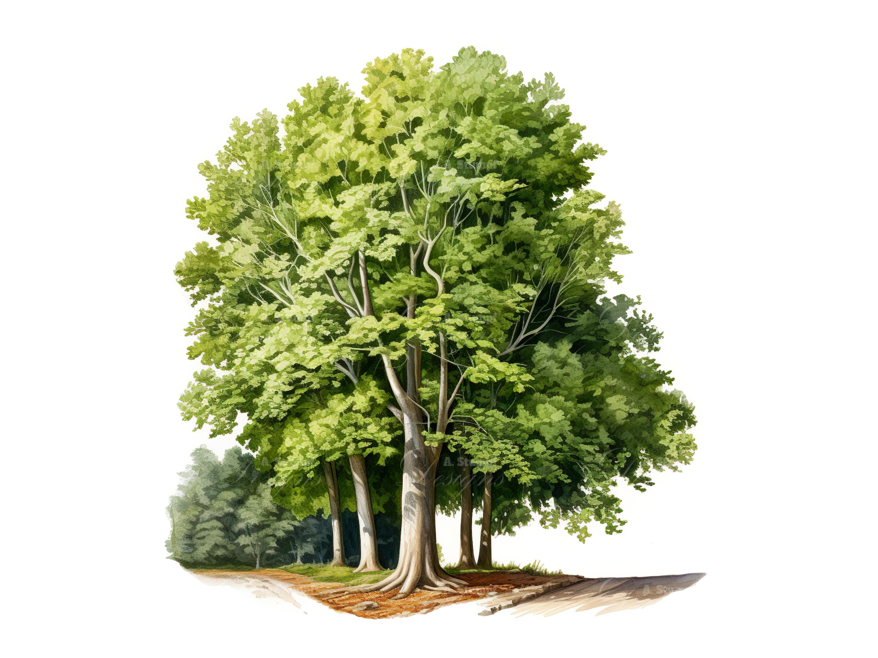 Beech Tree Clipart Set Watercolor Clip Art Bundle Printable Wall Art ...