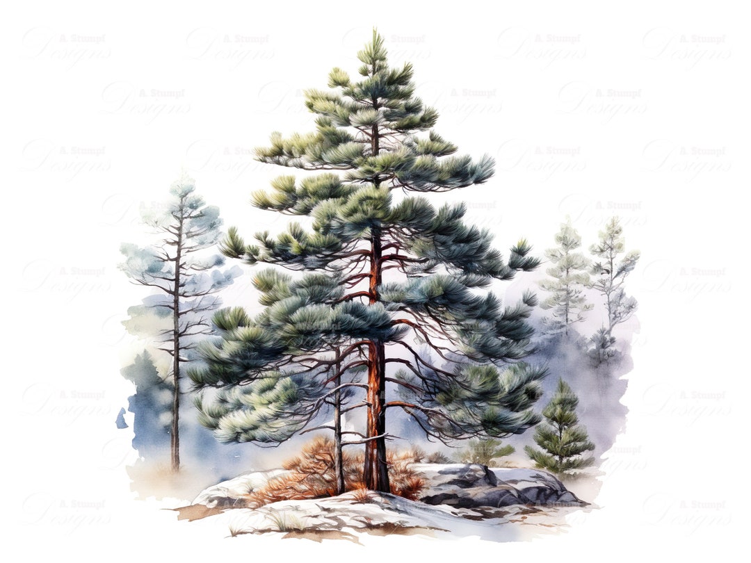 10 Pine Tree in Winter Clipart Set, Digital Watercolor Nature Painting ...