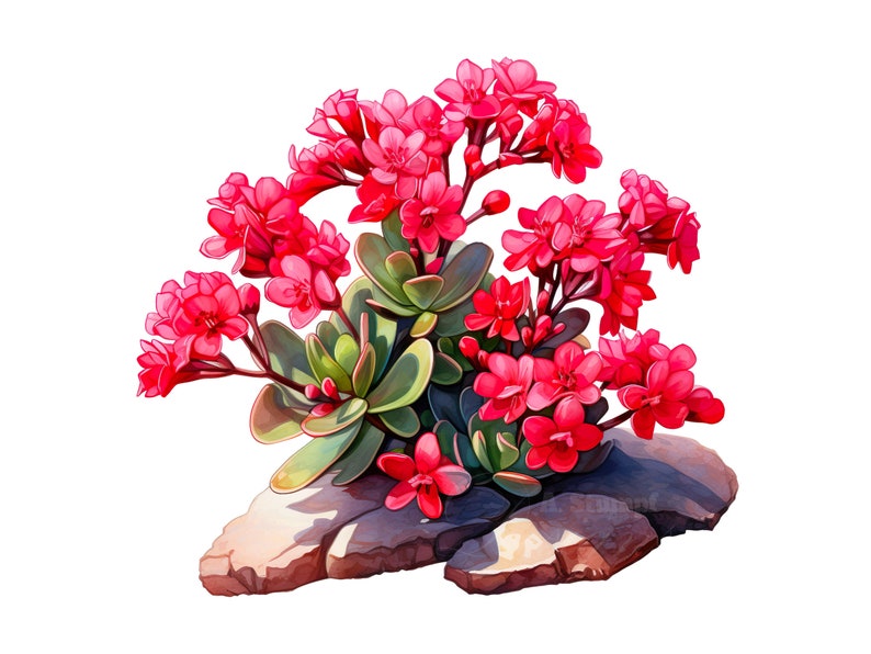 10 Kalanchoe Flowers Digital Watercolor Clipart Floral Clip Art ...