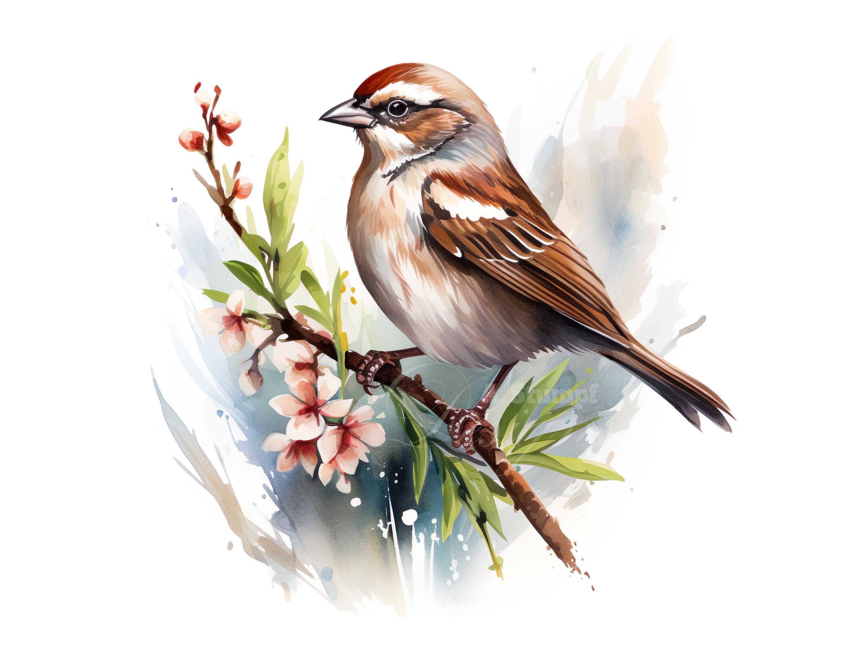 10 Sparrow Clipart Set Digital Watercolor Painting Bird Clip Art Bundle ...