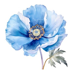 Blue Poppy Clipart Watercolor Bundle Floral Clipart Elegant Flowers ...