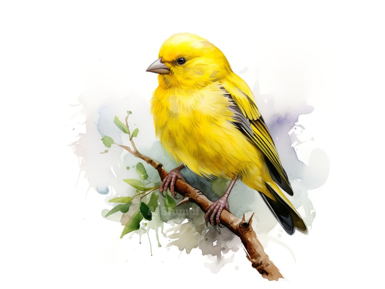 10 Watercolor Canary Bird Clipart, Canary Bird Illustration, Canary Art ...
