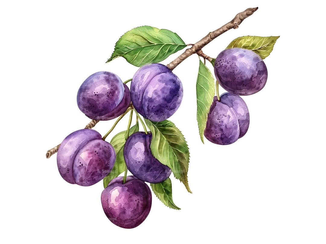 10 Plums Branch Watercolor Clipart Set Botanical Illustration Fruit Art ...
