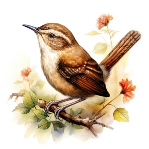 10 Cute Wren Clipart Set Digital Watercolor Painting Wild Bird ...