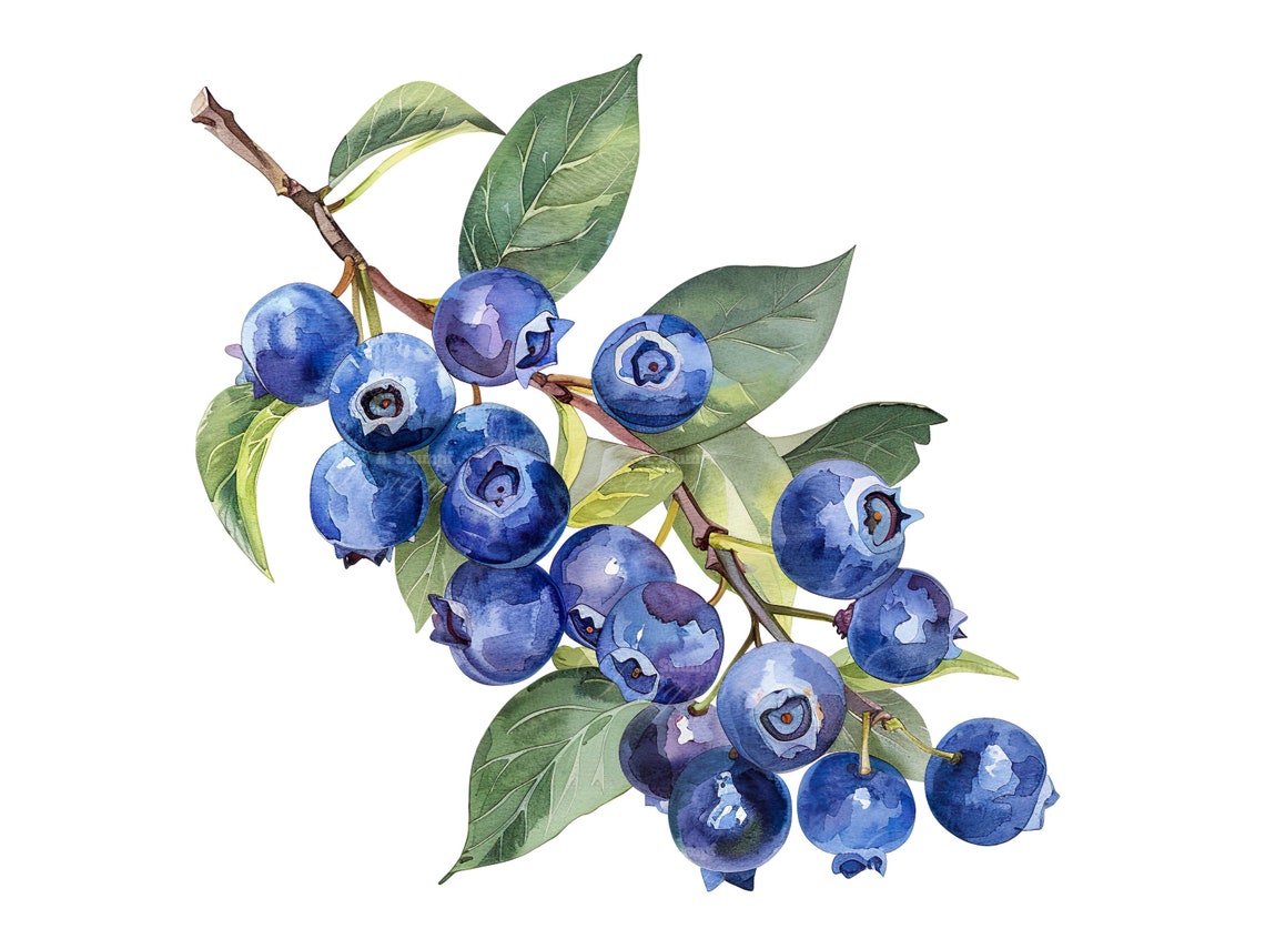 Blueberry Clipart Set Fruits Watercolor Painting Clip Art Bundle ...