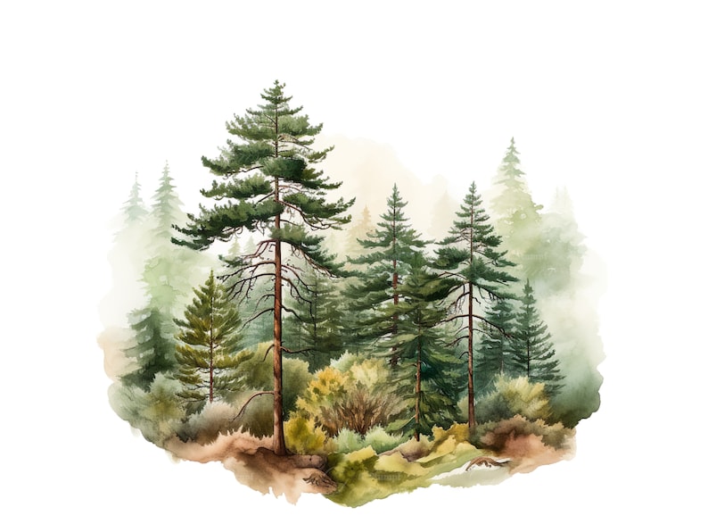 10 Pine Forest Landscape Scene Clipart Set Digital Watercolor Woodland ...