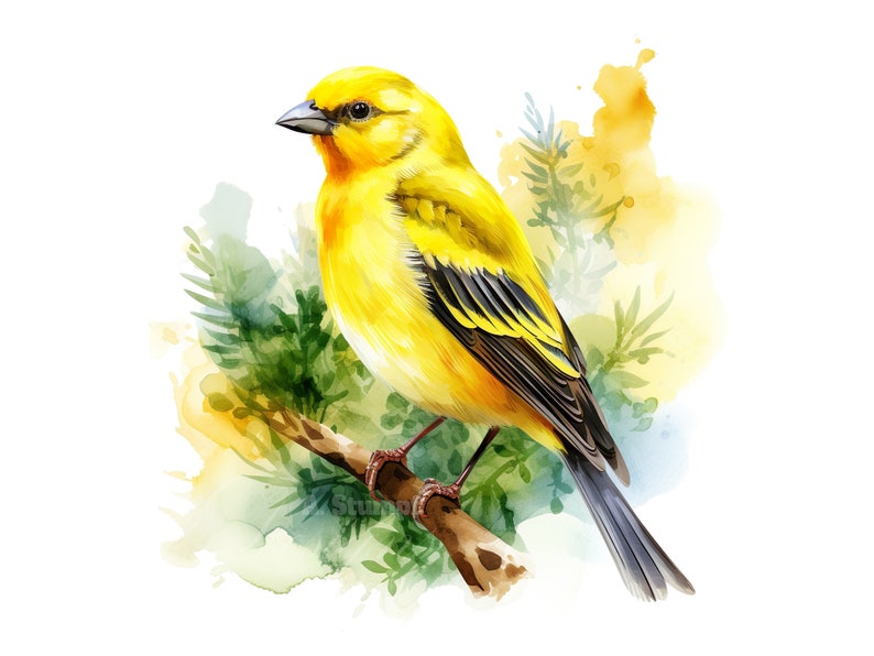 10 Watercolor Canary Bird Clipart, Canary Bird Illustration, Canary Art ...
