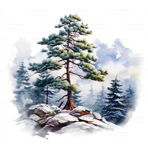 10 Pine Tree in Winter Clipart Set, Digital Watercolor Nature Painting ...
