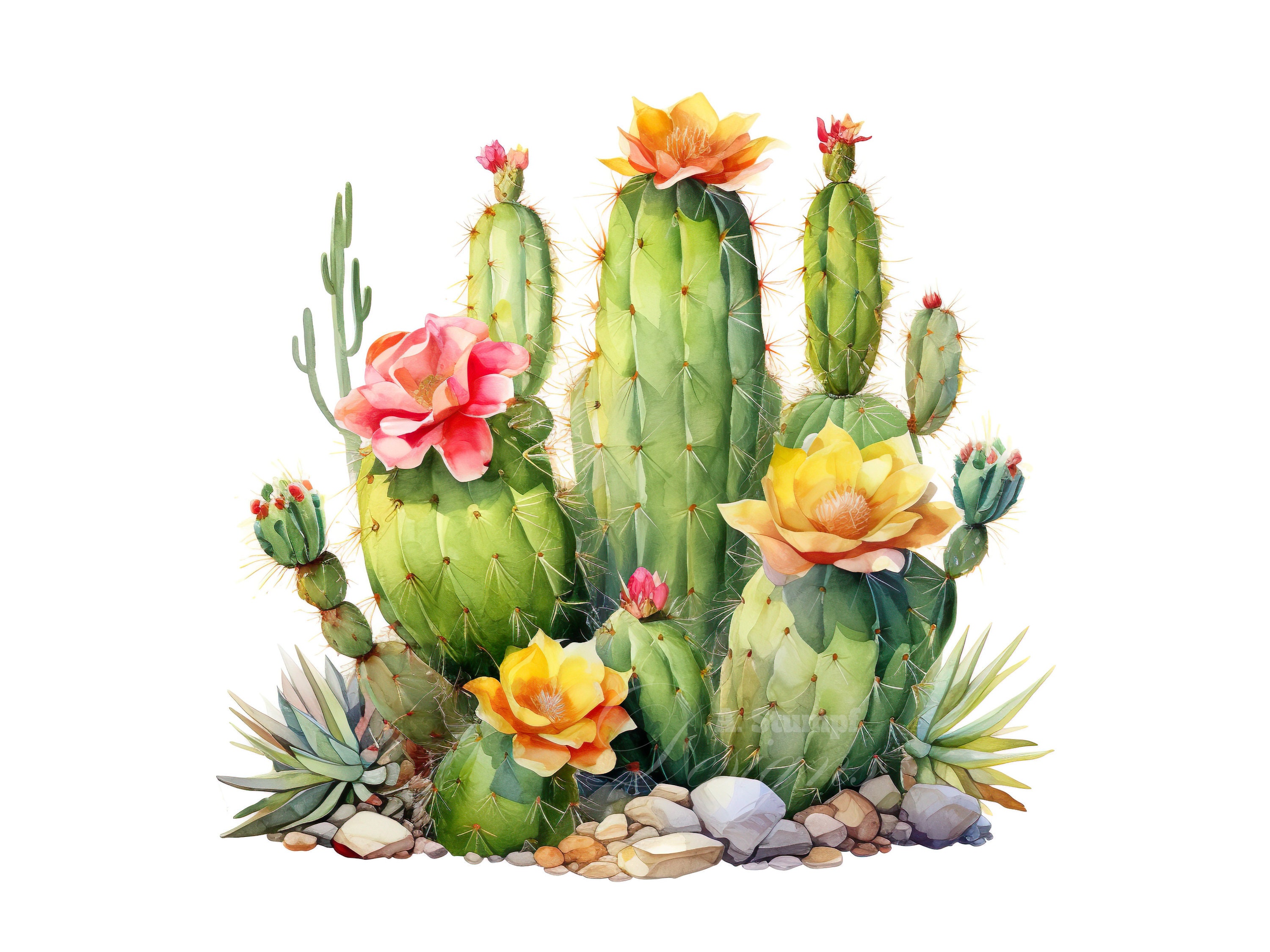 Cactus Clipart Set Printable Plant Art Botanical Clip Art Watercolor ...