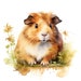 Guinea Pig Clipart Set 10 High Quality Jpgs, Pet Graphics, Printable ...