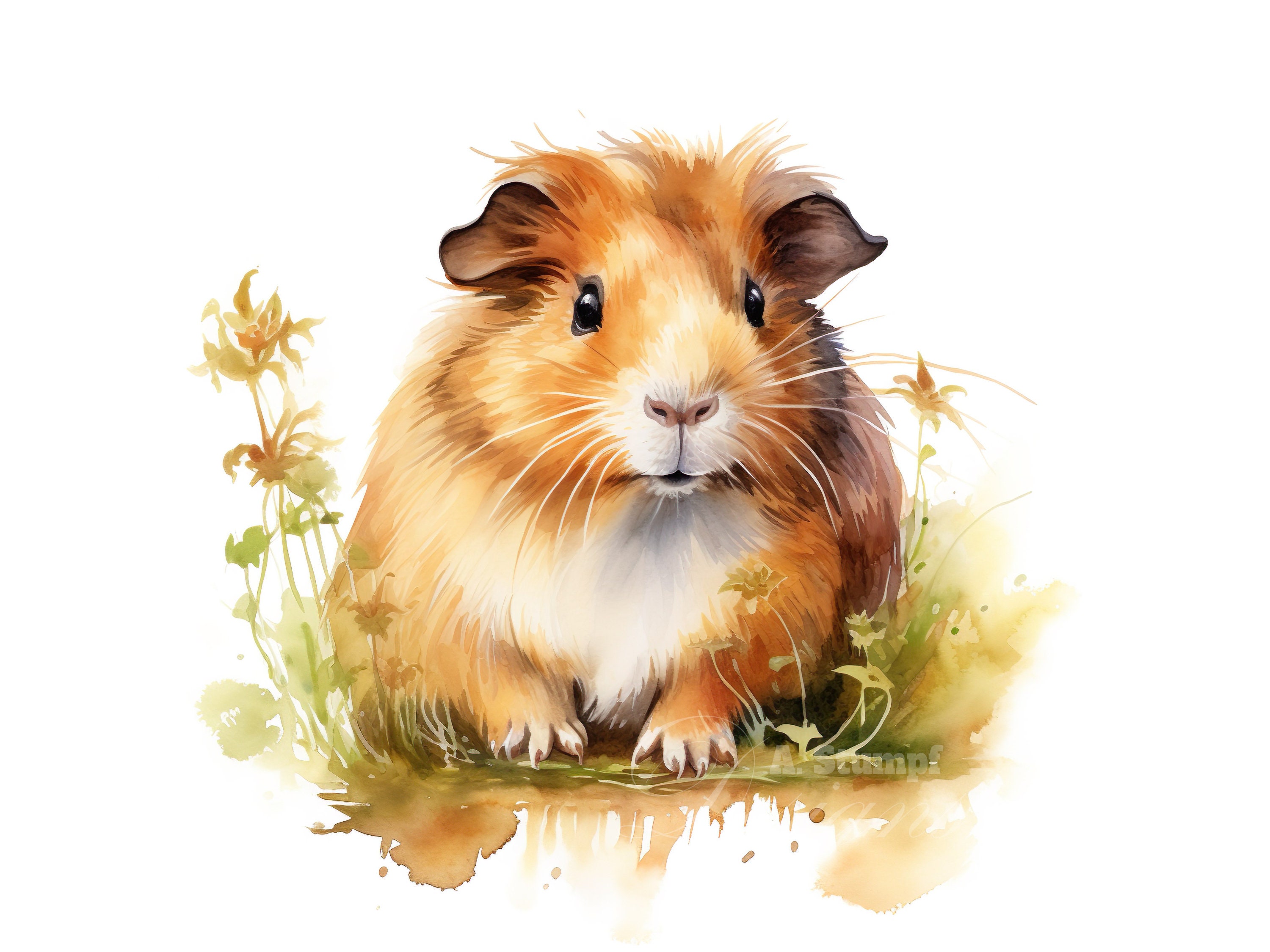 Guinea Pig Clipart Set 10 High Quality Jpgs, Pet Graphics, Printable ...