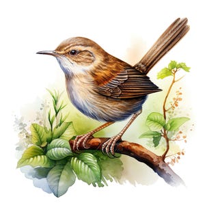 10 Cute Wren Clipart Set Digital Watercolor Painting Wild Bird ...