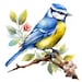 10 Blue Tit Bird Clipart Set Digital Watercolor Painting Forest ...