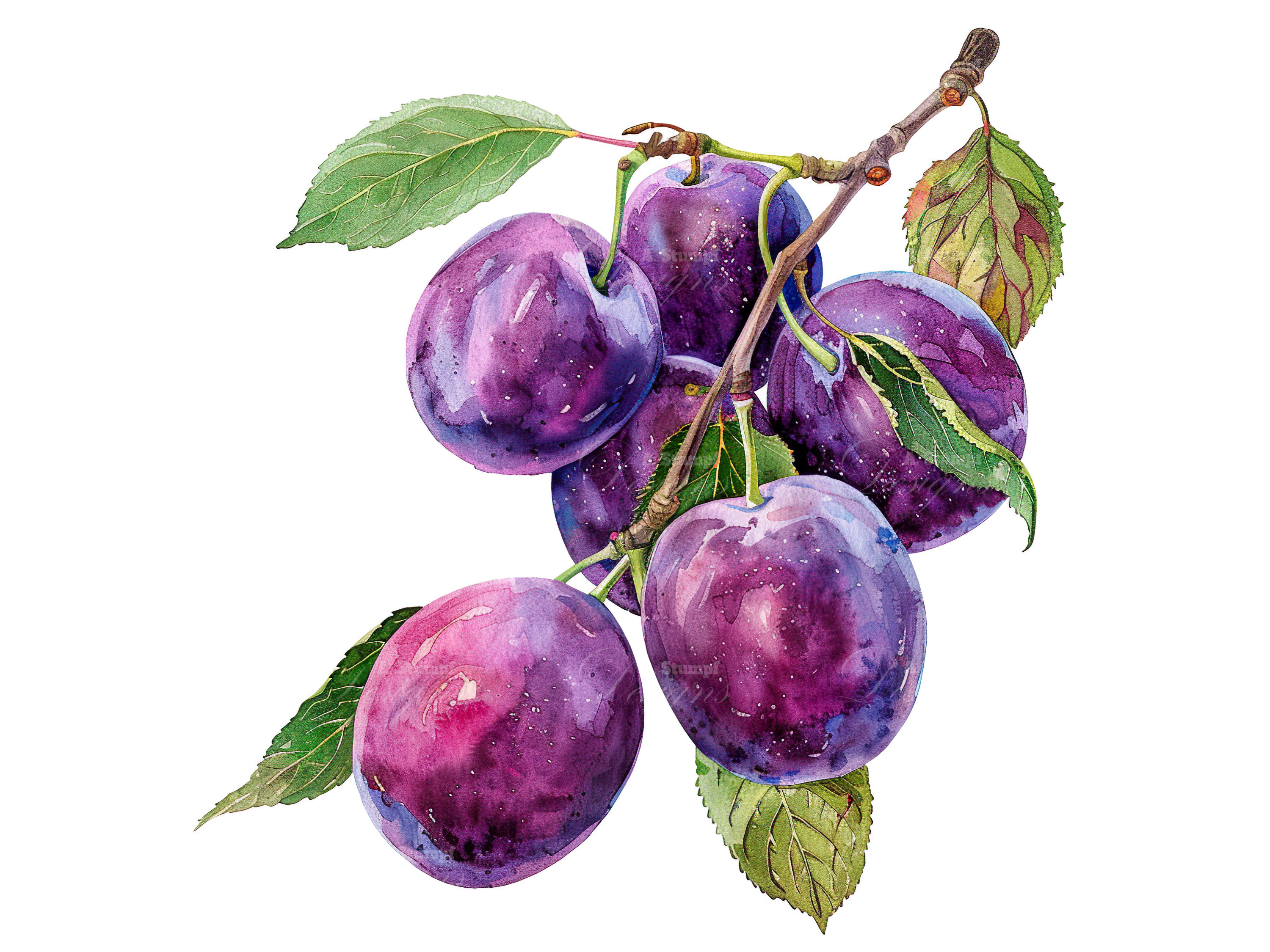 10 Plums Branch Watercolor Clipart Set Botanical Illustration Fruit Art ...