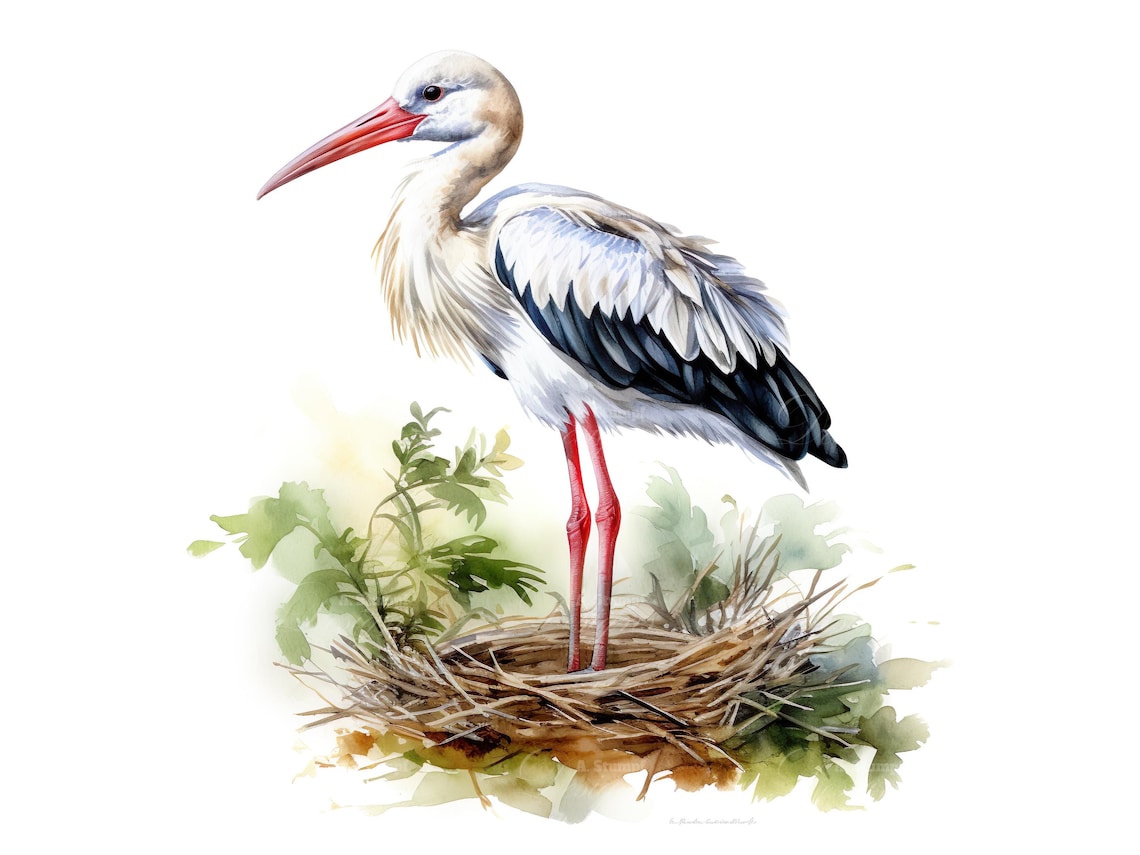 10 Stork in Nest Clipart Set, Digital Watercolor Bird Painting ...