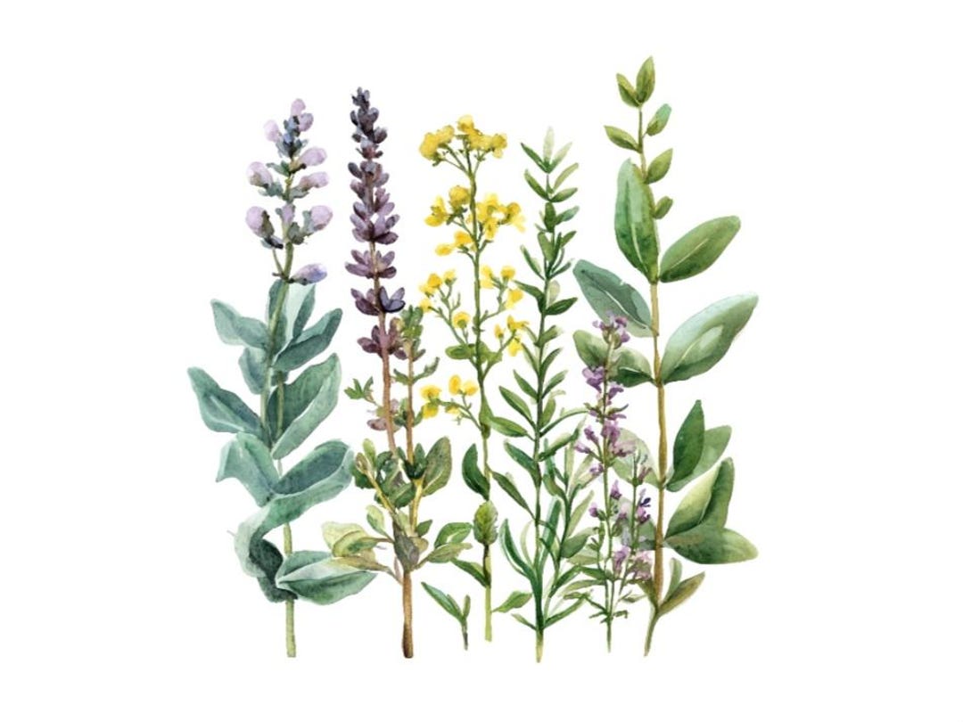 10 Herbal Plants Clipart Set Digital Watercolor Painting Rustic ...