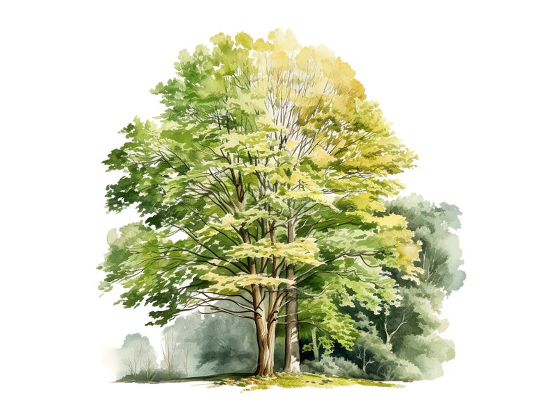 Beech Tree Clipart Set Watercolor Clip Art Bundle Printable Wall Art ...