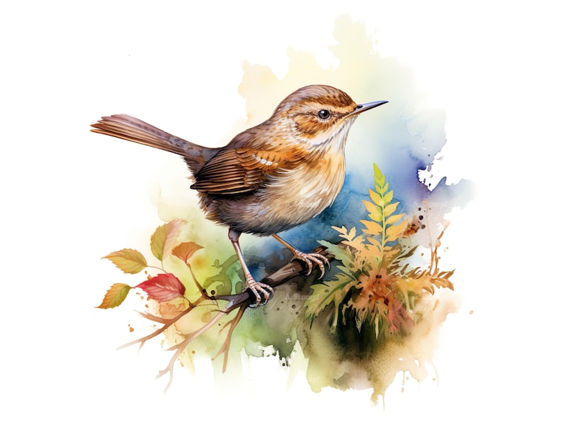 10 Cute Wren Clipart Set Digital Watercolor Painting Wild Bird ...