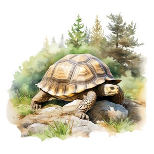 Tortoise Clipart Set, Watercolor Animal Illustration, Nature Graphics ...