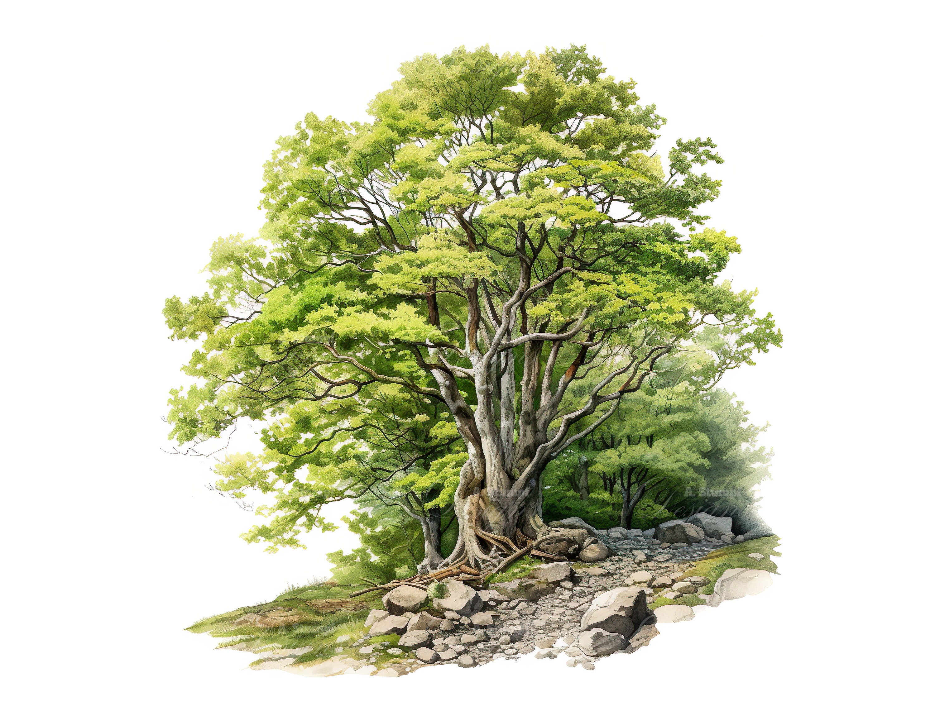 Beech Tree Clipart Set Watercolor Clip Art Bundle Printable Wall Art ...