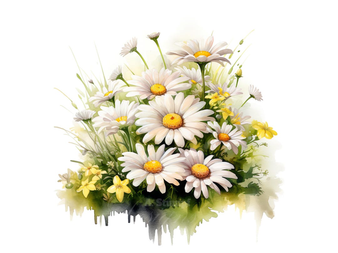 10 Daisies Flowers Clipart Set, Digital Watercolor Painting, Daisy ...