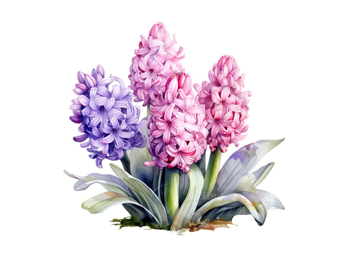10 Hyacinth Spring Flowers Clipart Set, Blooming Digital Watercolor ...