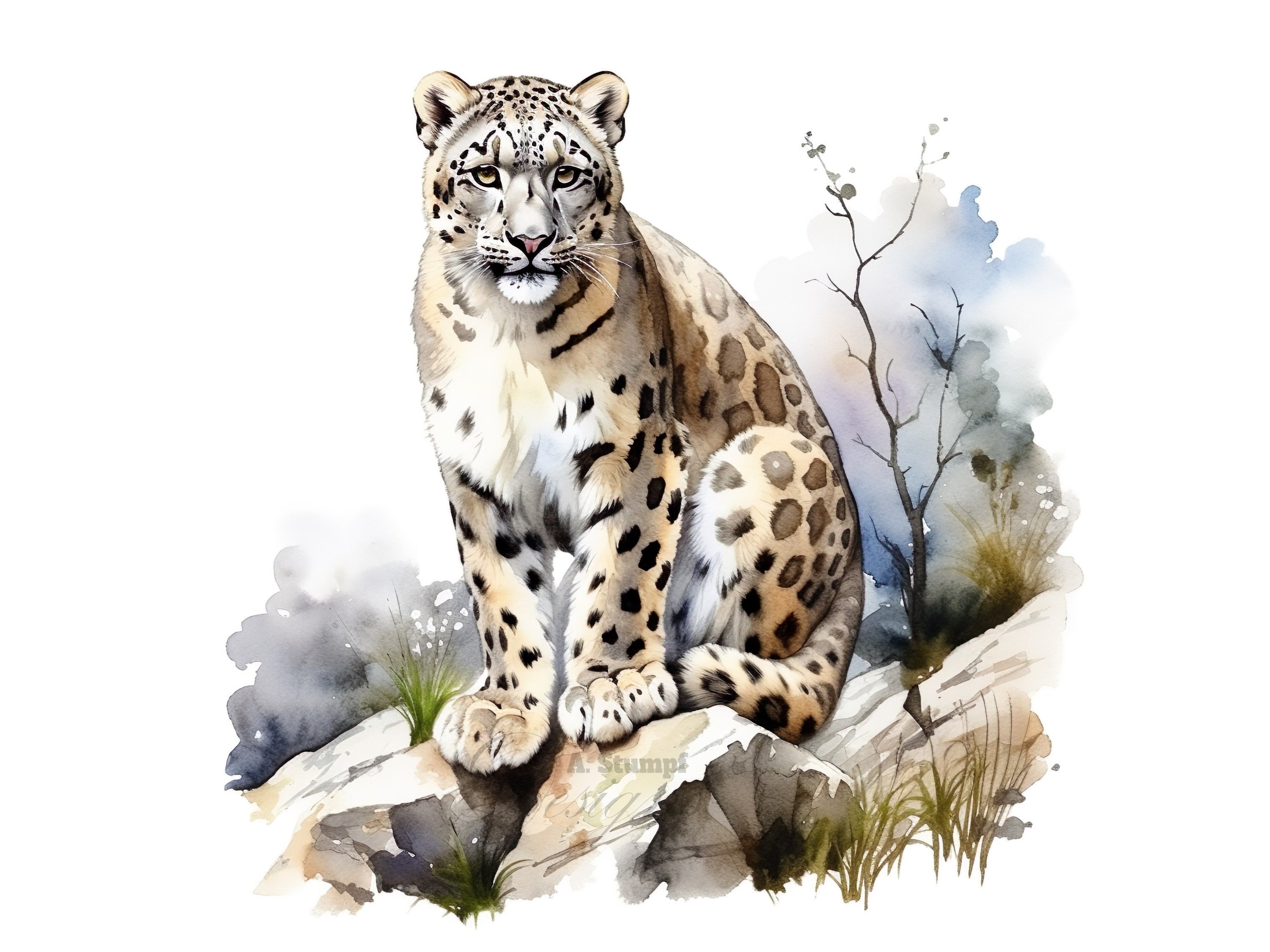 Snow Leopard Clipart Set of 10 High Quality Jpgs Digital - Etsy