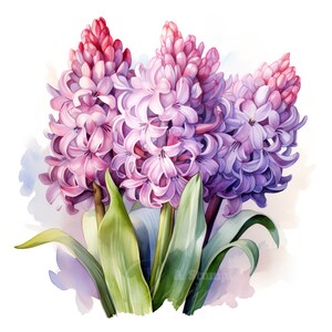 10 Hyacinth Spring Flowers Clipart Set, Blooming Digital Watercolor ...
