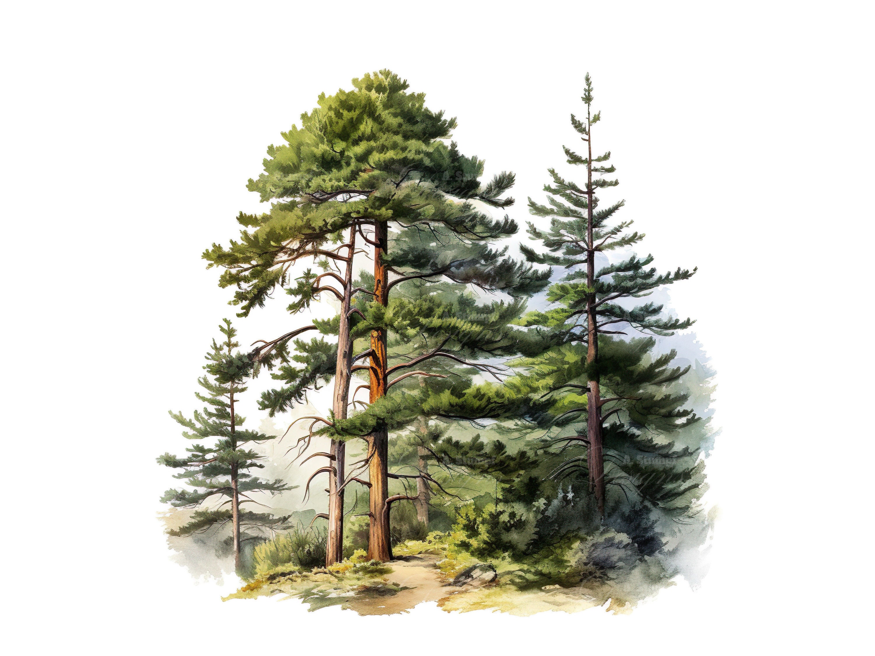 10 Pine Tree Clipart Set, Digital Watercolor Nature Painting, Forest ...