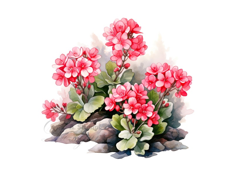 10 Kalanchoe Flowers Digital Watercolor Clipart Floral Clip Art ...