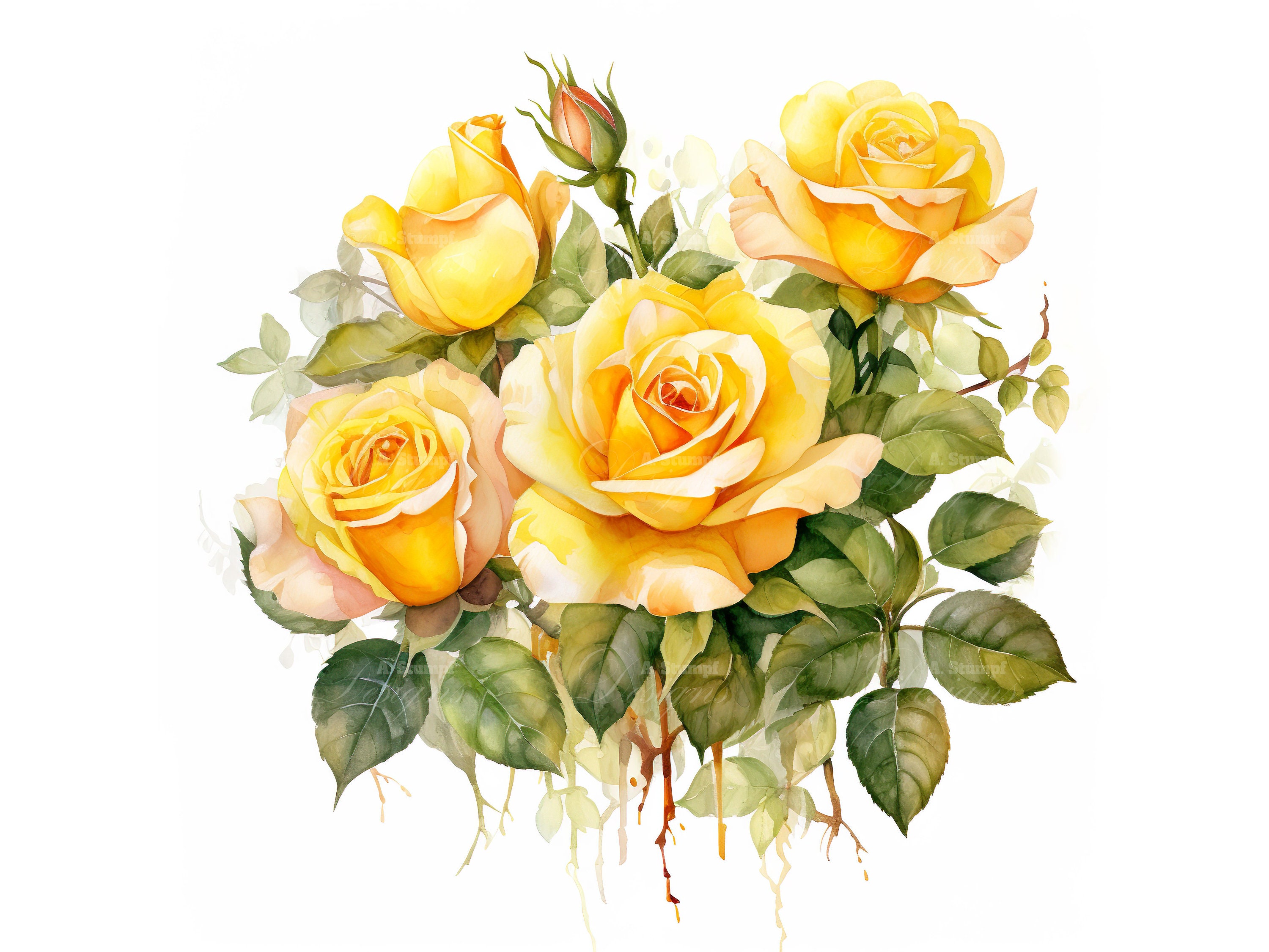 Yellow Roses Clipart Set Watercolor Flowers Bundle Floral Graphics ...