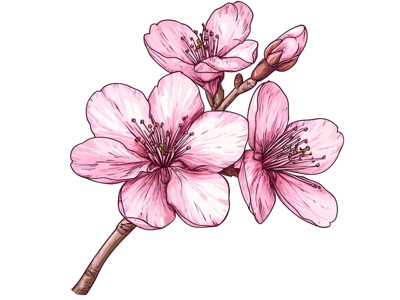 10 Sakura Flowers Clipart Set, Digital Watercolor Painting, Cherry ...
